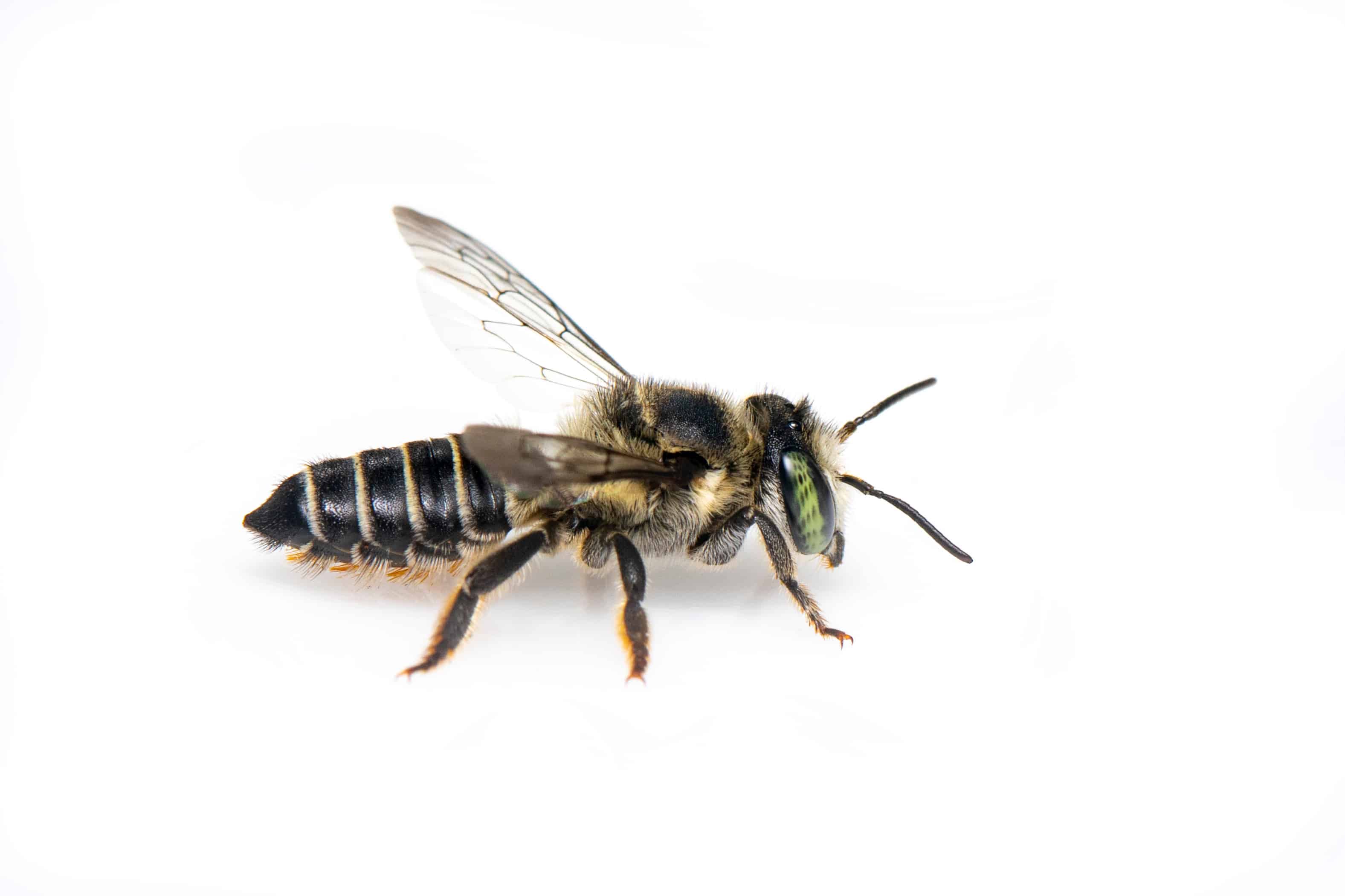 Bee Insect Facts - Apis mellifera - A-Z Animals