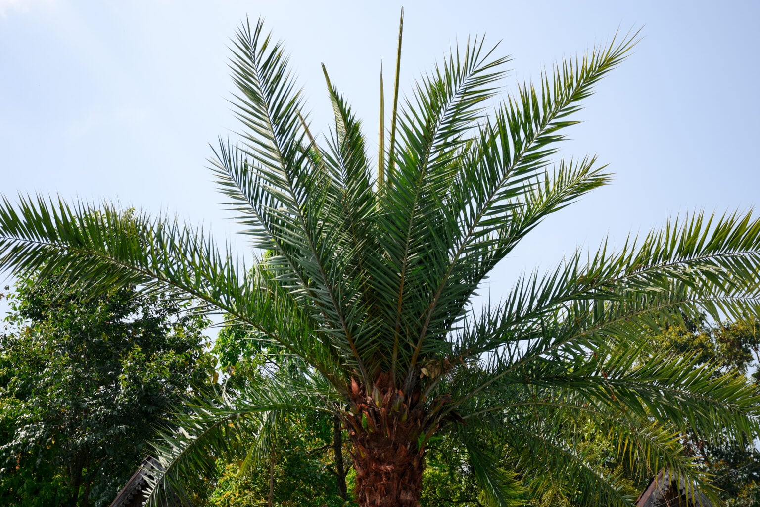 20 Cold Hardy Palm Trees