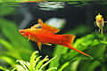 The 21 Best Tank Mates for Guppies - A-Z Animals