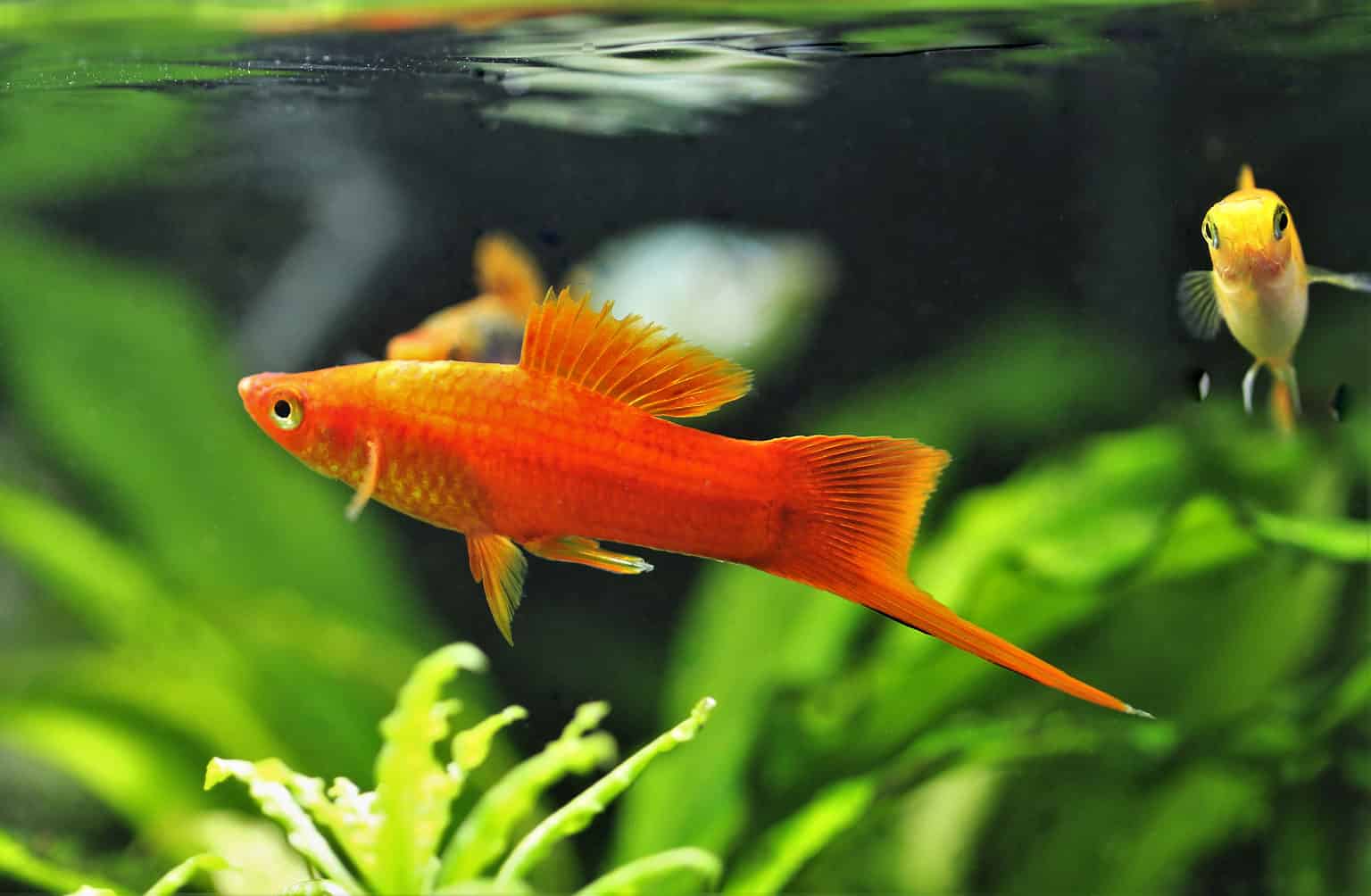Transform Your Tank with These 10 Beautiful Red Freshwater Fish - A-Z ...