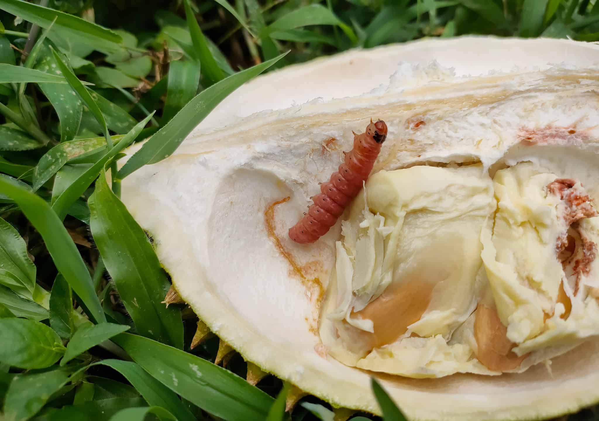 Pink Bollworm Animal Facts - Pectinophora gossypiella - A-Z Animals
