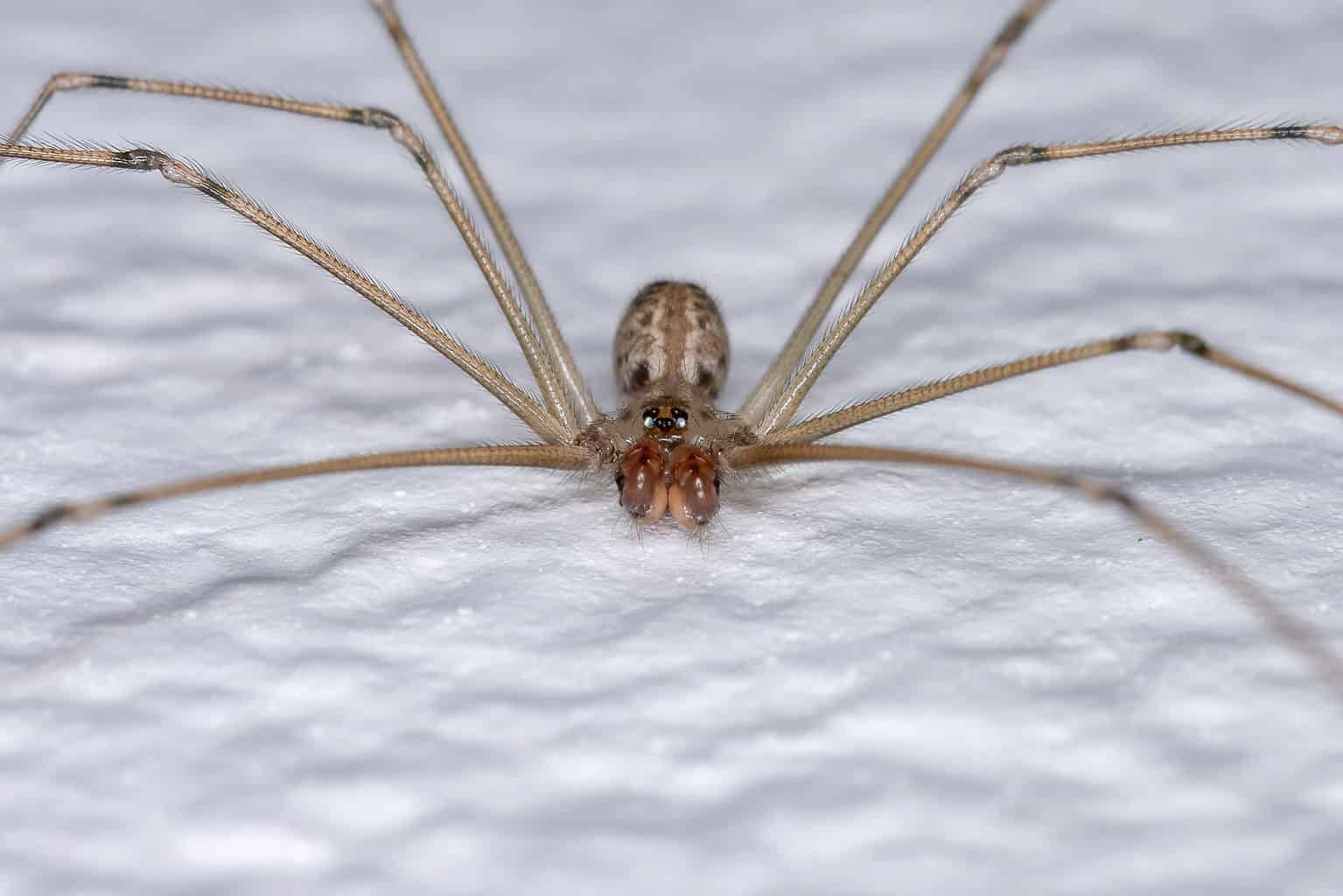 See 6 Spiders That Look Like Daddy Long Legs - A-Z Animals