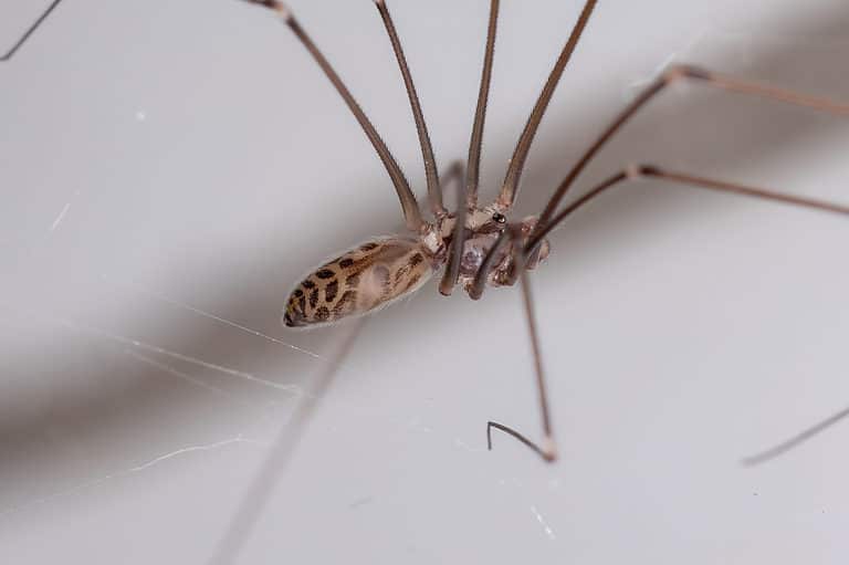 Are Daddy Longlegs Venomous? - A-Z Animals