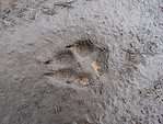Fox Tracks: Identification Guide for Snow, Mud, and More - A-Z Animals