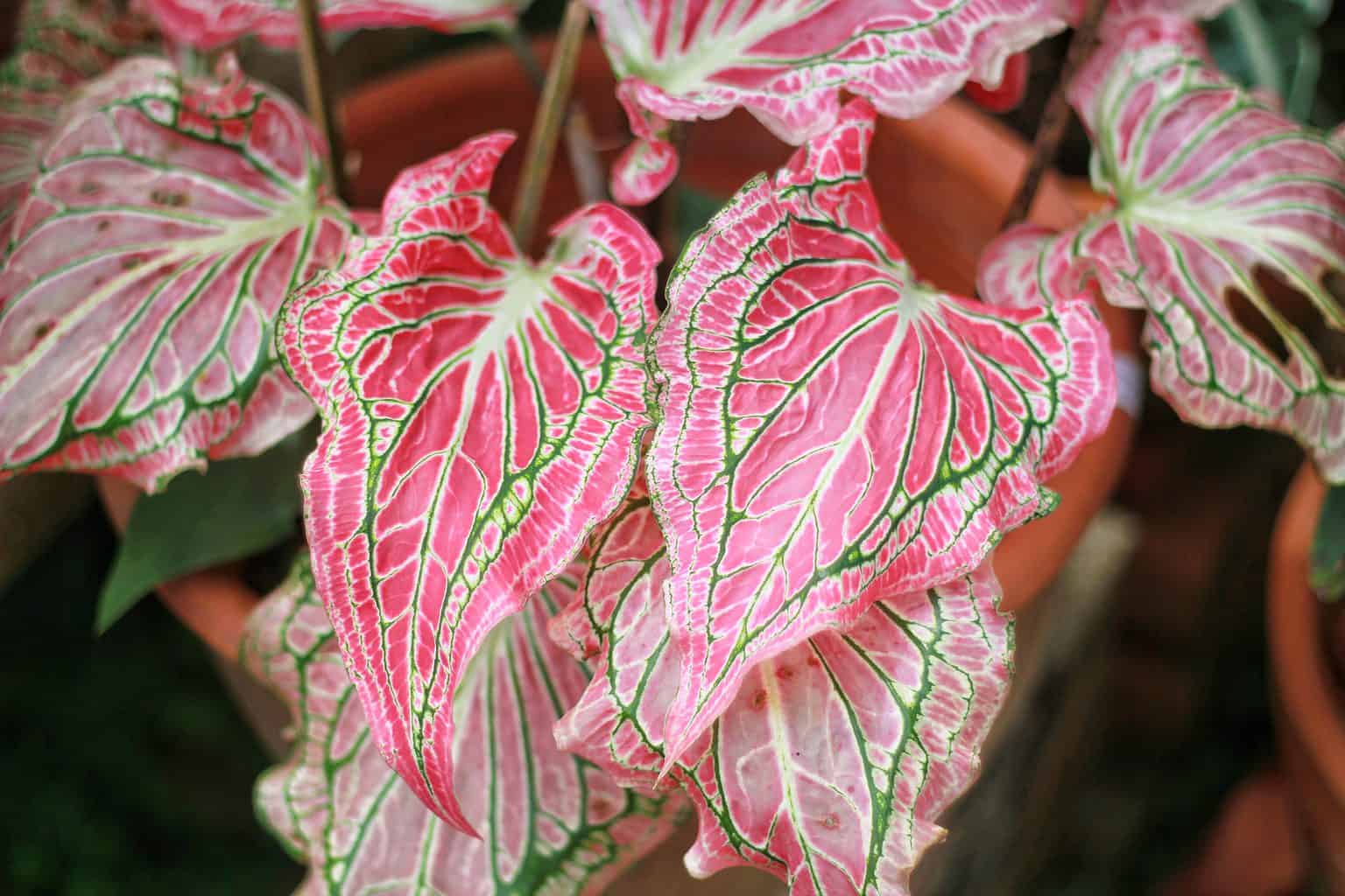 Caladium Bulbs - Varieties, How to Propagate and More - AZ Animals