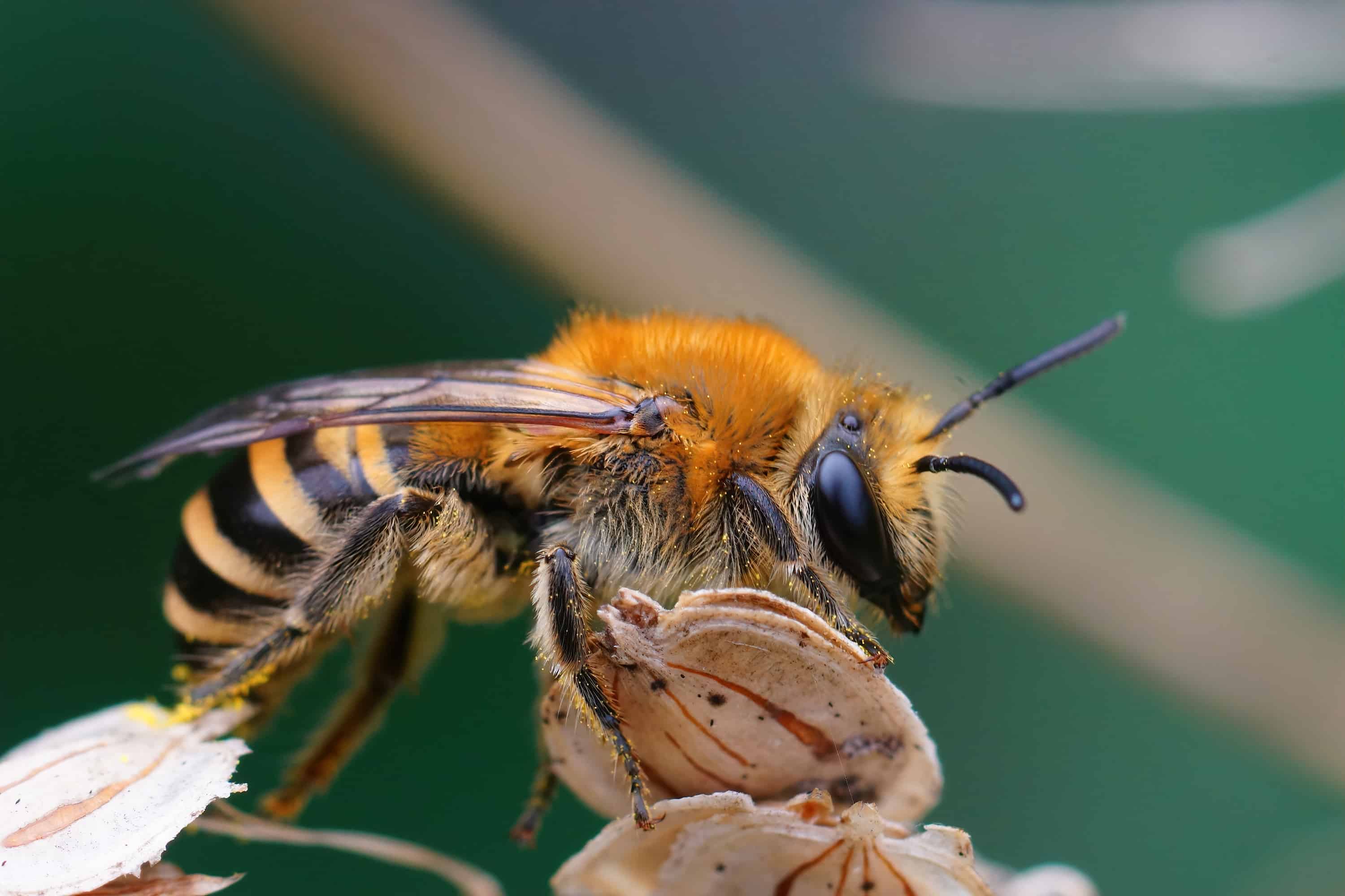 Ivy Bee Animal Facts - Colletes hederae - A-Z Animals
