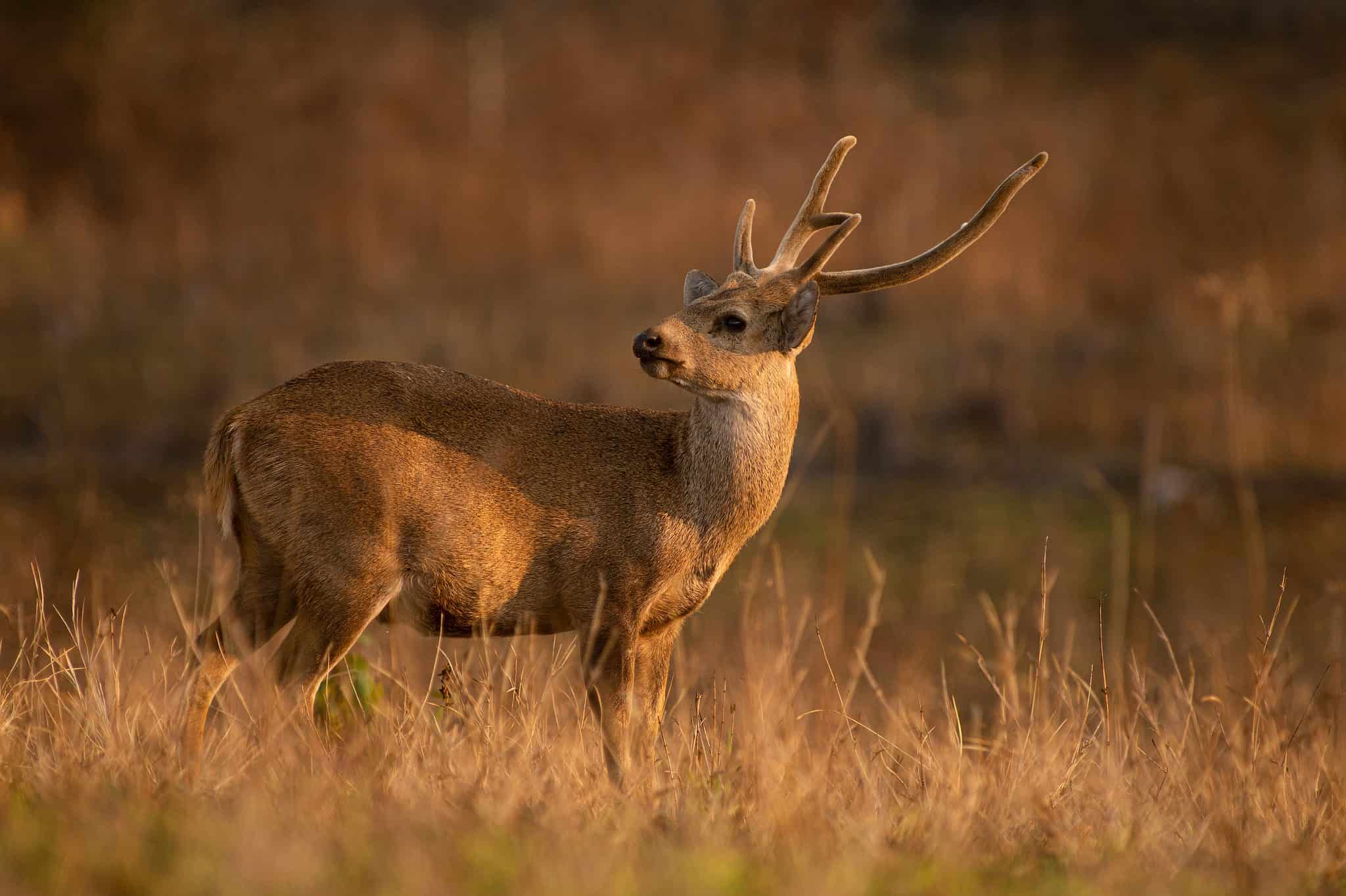 Discover the 4 Smallest Deer Species in the World - A-Z Animals