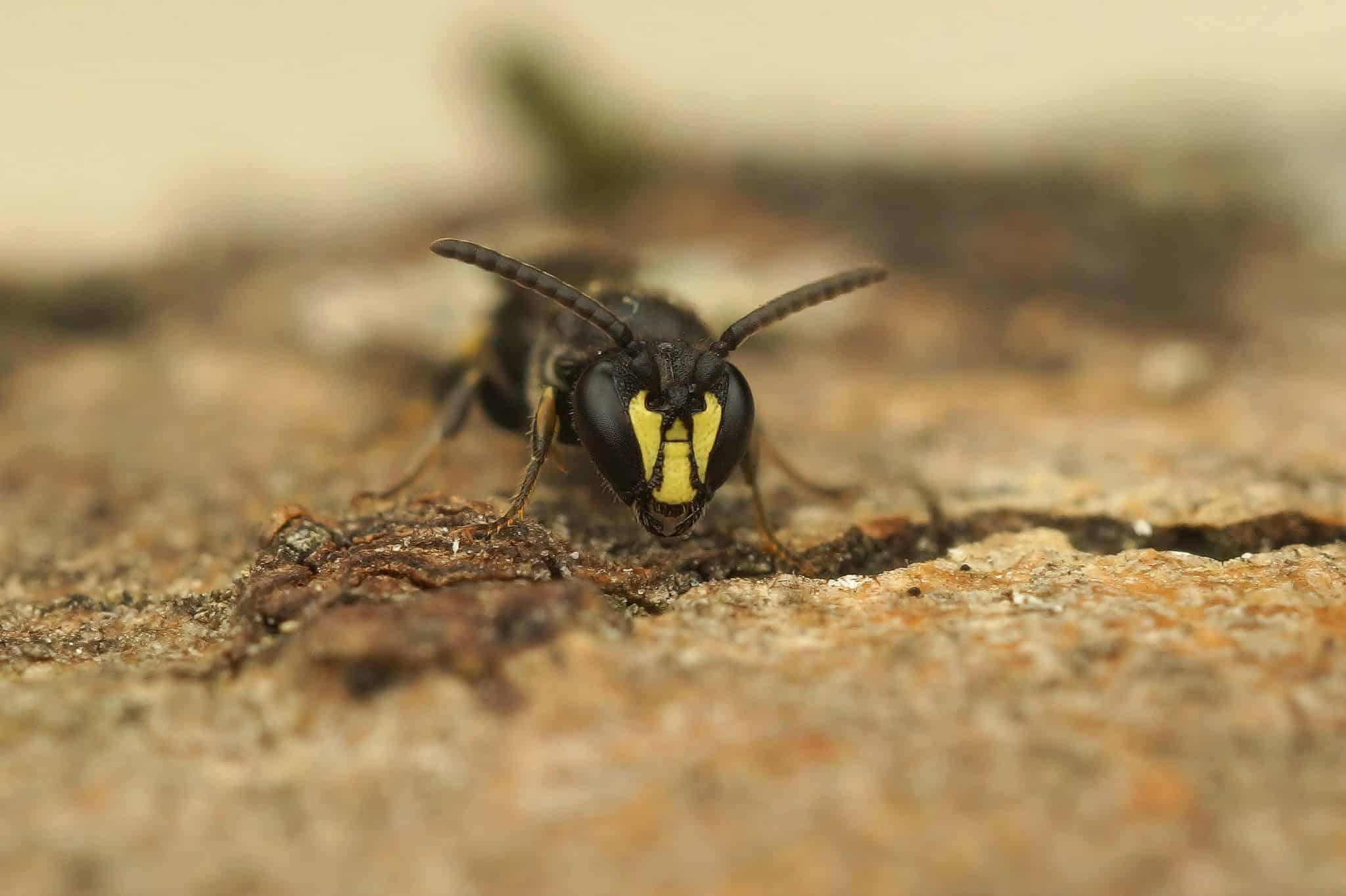 Yellow-faced Bee Insect Facts - A-Z Animals