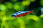 Explore 20 Fish That Start with C (Their Common Names) - A-Z Animals