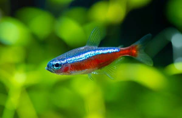 Tetra Fish Facts - Paracheirodon Axelrodi - A-Z Animals