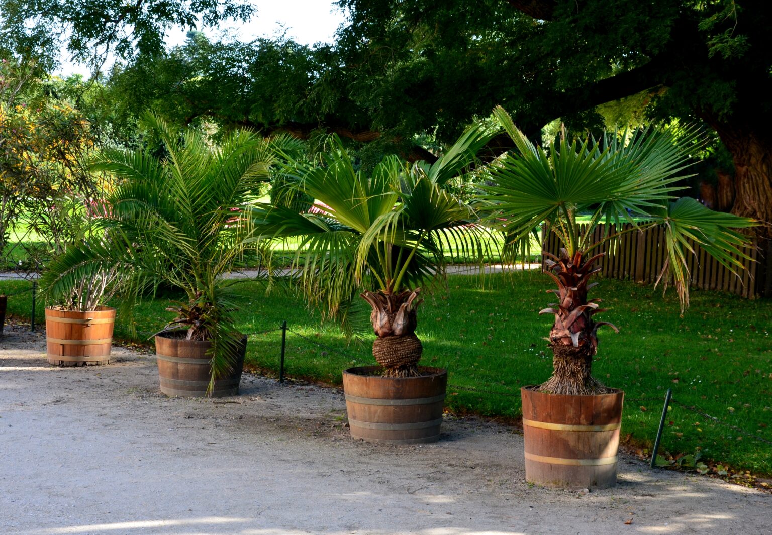 20 Palm Plants That Grow Outdoors