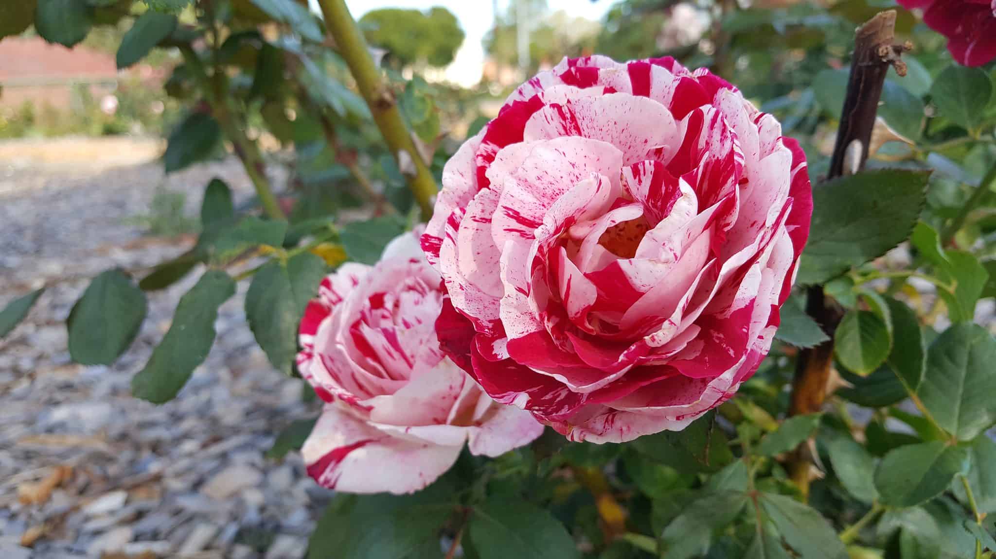 7 Roses You Need in Nevada - A-Z Animals