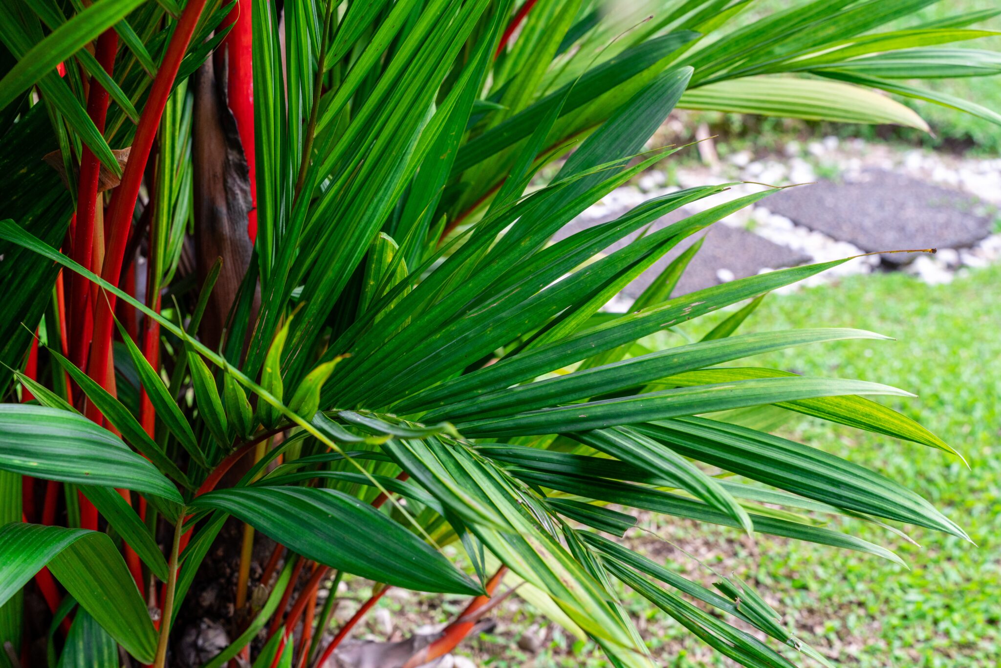 20 Palm Plants That Grow Outdoors