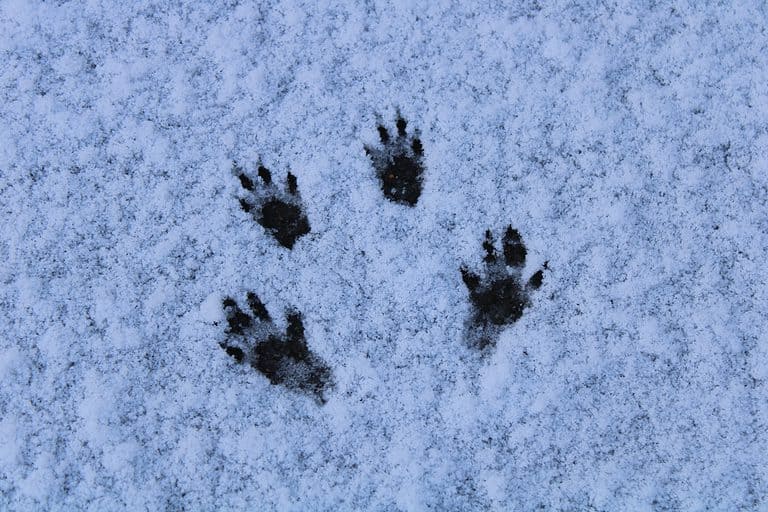 Backyard Animal Tracks Identification: A Complete Guide for 2024 - A-Z ...