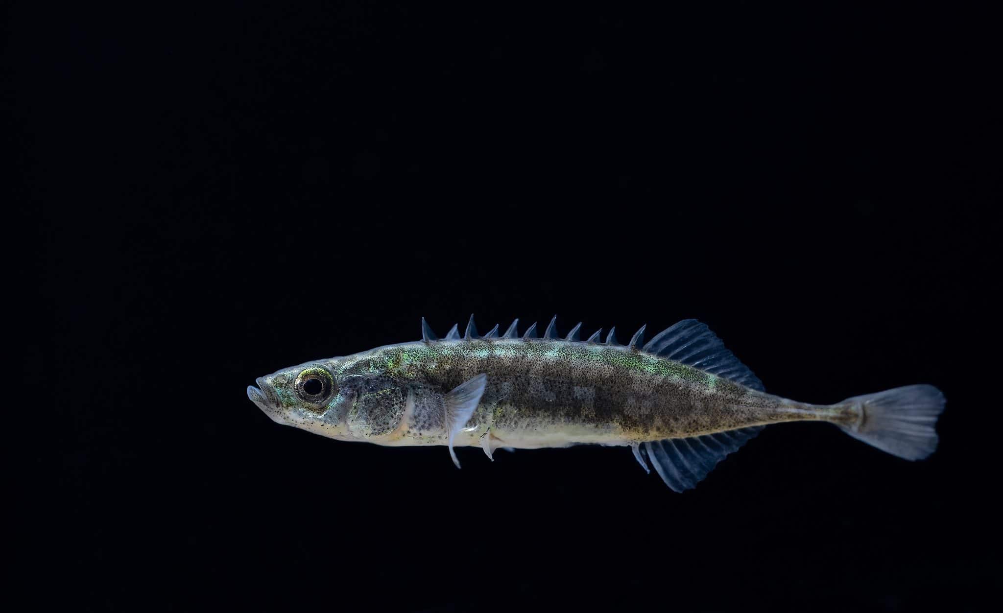 Discover 8 Spectacular Fish Found in Norway - A-Z Animals