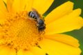Furrow Bee Animal Facts - Halictus - A-Z Animals