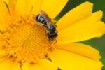 Furrow Bee Animal Facts - Halictus - A-Z Animals