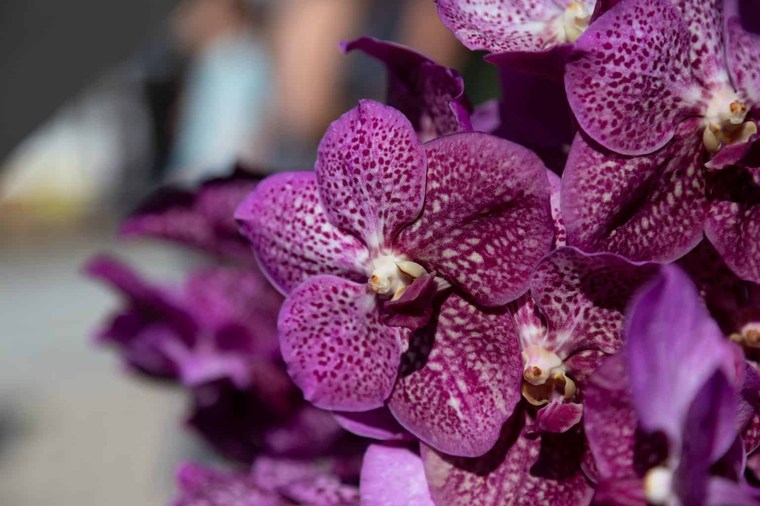 4 Types Of Variegated Orchids - AZ Animals