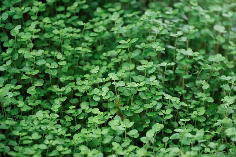 12 Types of Mint - A-Z Animals