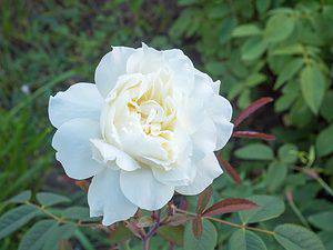 Six Cold-Hardy Roses Perfect For Vermont - A-Z Animals