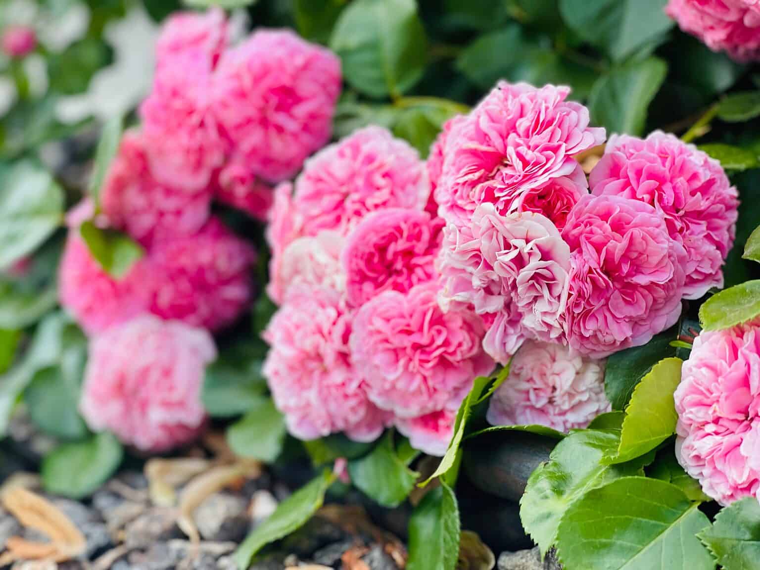 Six Roses That Are Made For Montana - A-Z Animals