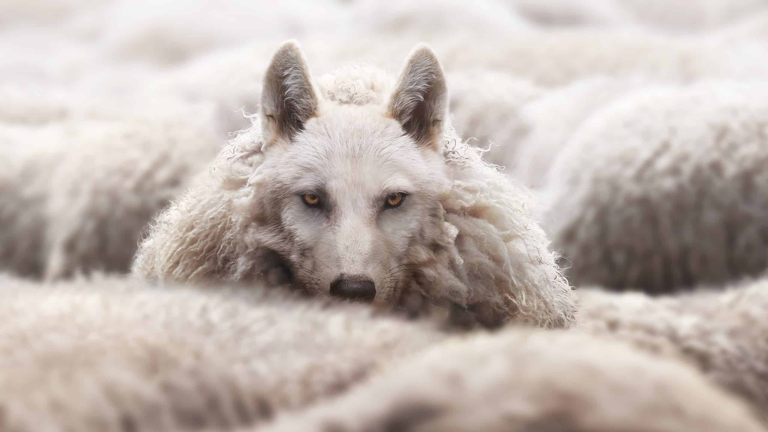 A Wolf In Sheep s Clothing Meaning Origin Revealed A Z Animals