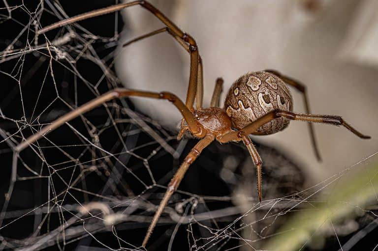 Discover the 3 Invasive Spiders Crawling All Over Texas - A-Z Animals