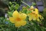 Discover The National Flower of Pakistan: Jasmine - A-Z Animals