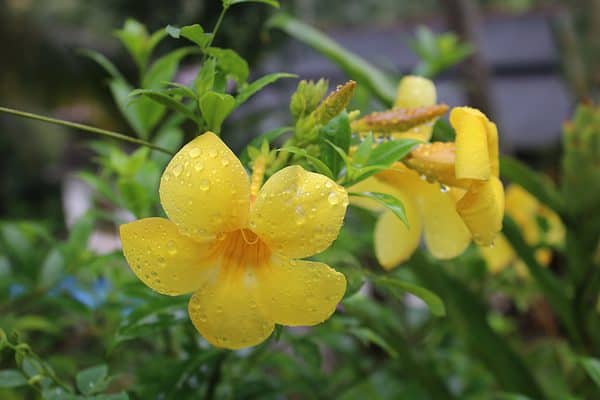 Discover The National Flower of Pakistan: Jasmine - A-Z Animals