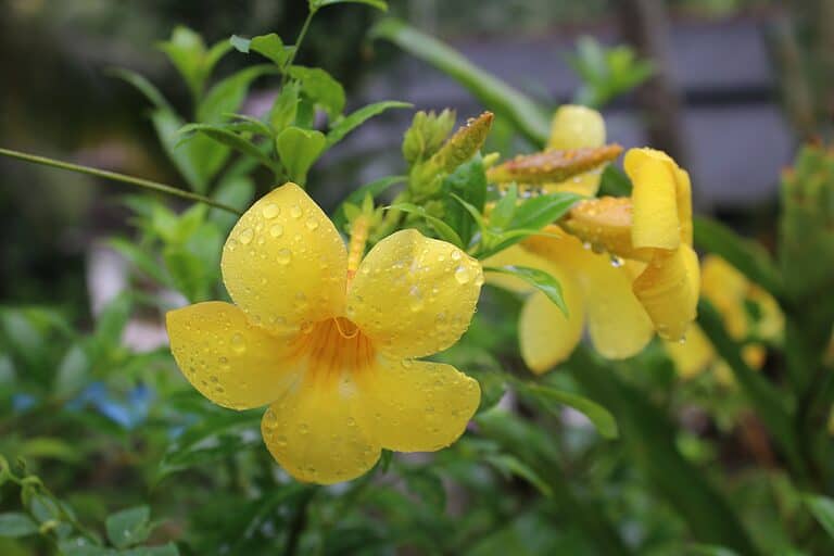 Discover The National Flower of Pakistan: Jasmine - A-Z Animals
