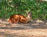 Discover the 4 Smallest Deer Species in the World - A-Z Animals