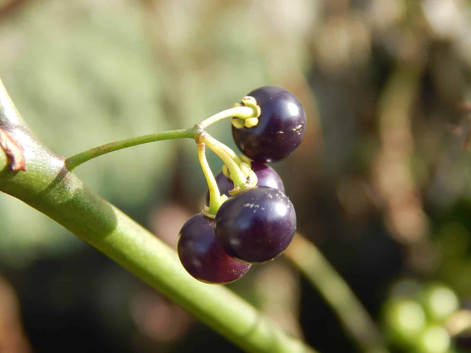 Discover the 10 Most Dangerous Plants in Illinois - A-Z Animals