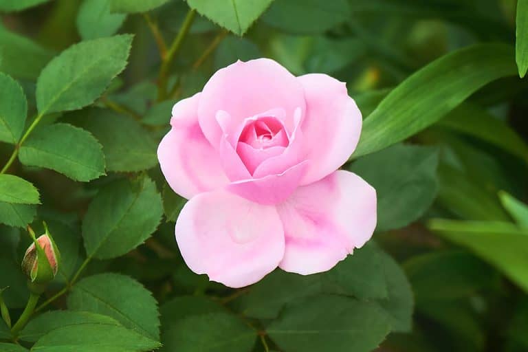 Discover 5 Beautiful Roses You Can Grow in Wyoming - A-Z Animals