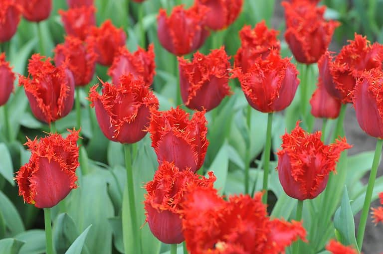 10 Types of Red Tulips to Brighten Your Garden - A-Z Animals
