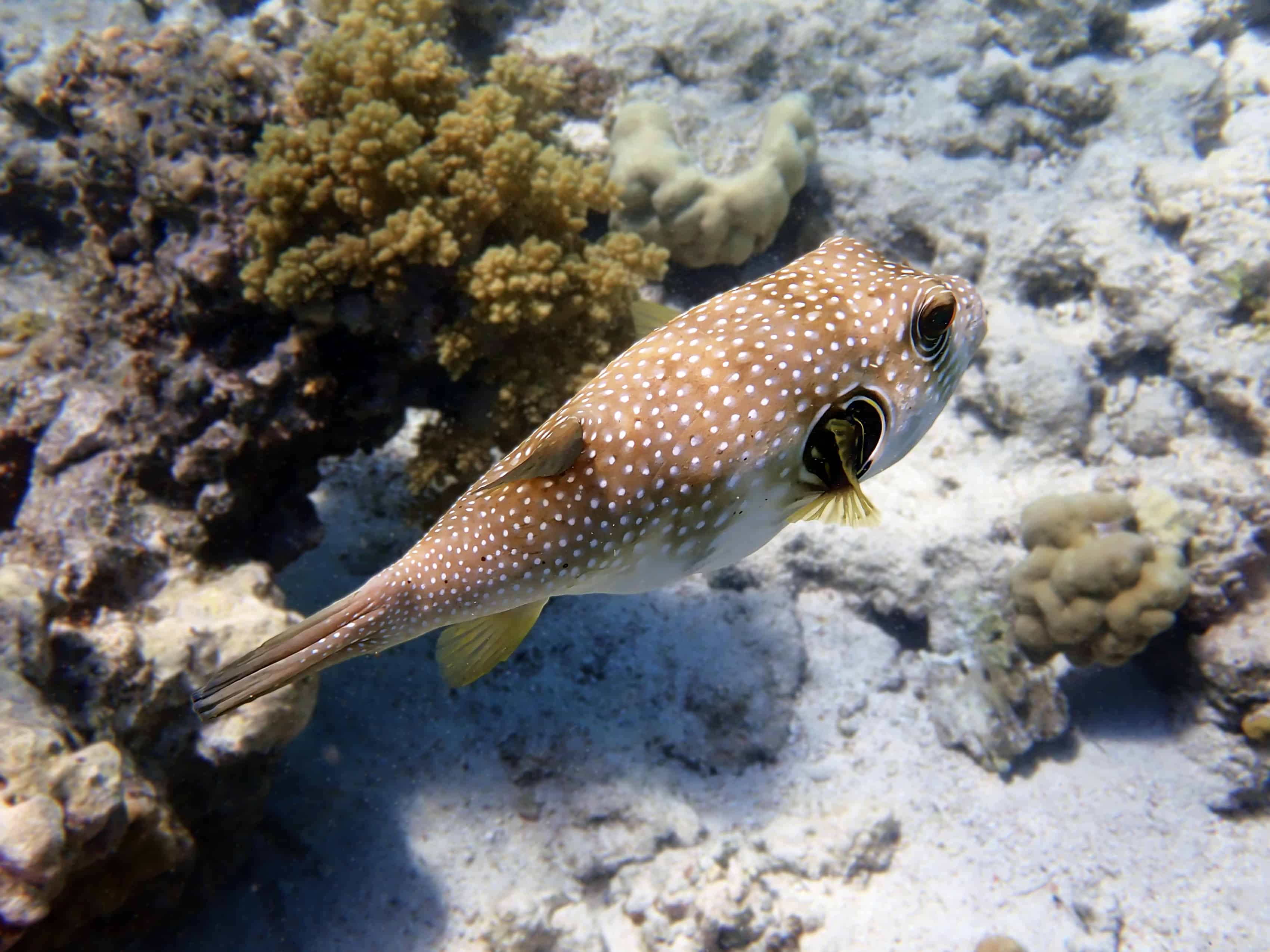 15 Types Of Freshwater (And Saltwater) Pufferfish - A-Z Animals