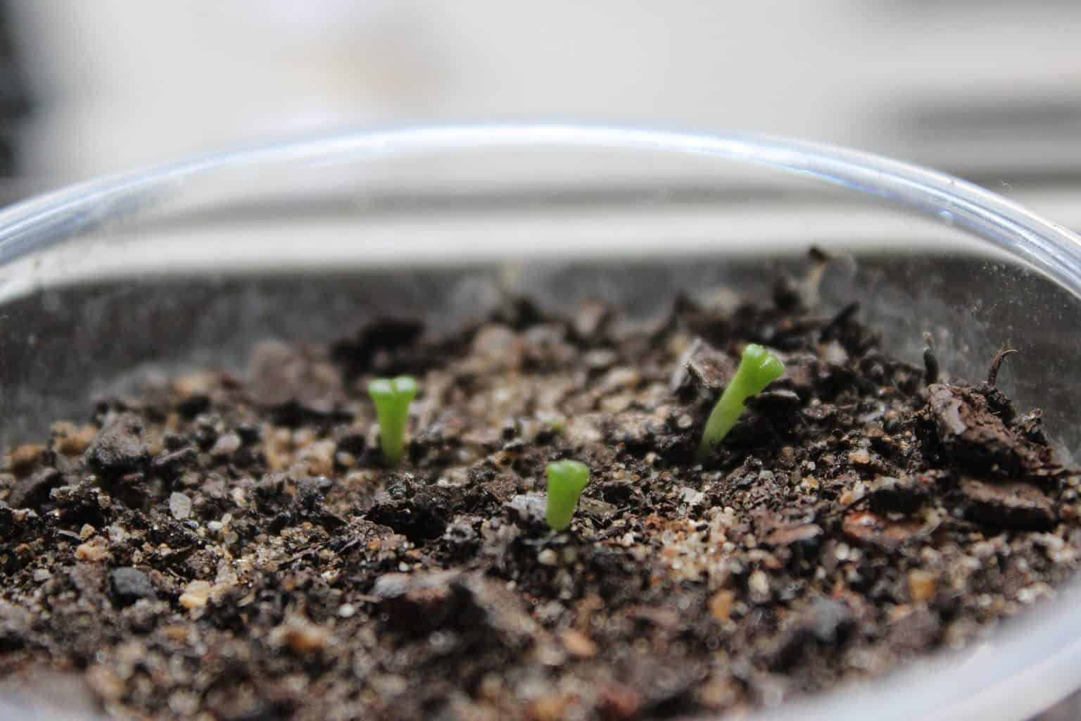Split-Rock Succulent 101: Origins, Care, and Uses - A-Z Animals