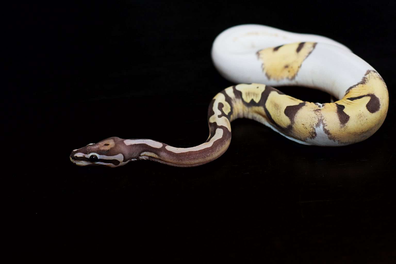 Pied Ball Python Animal Facts - Python regius - A-Z Animals