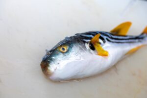 Do Fish Have Emotions? Can They Feel Happiness? - A-Z Animals