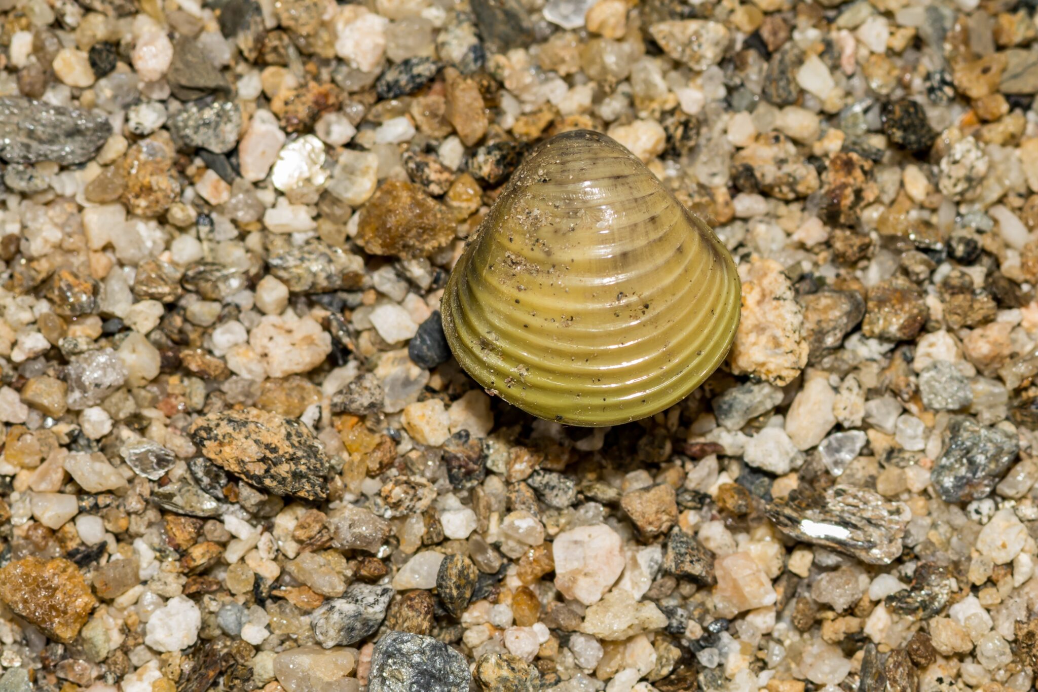 Discover 11 Invasive Species in Massachusetts - A-Z Animals