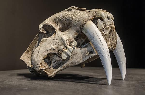 Saber-Toothed Tiger Animal Facts - Smilodon populator - A-Z Animals