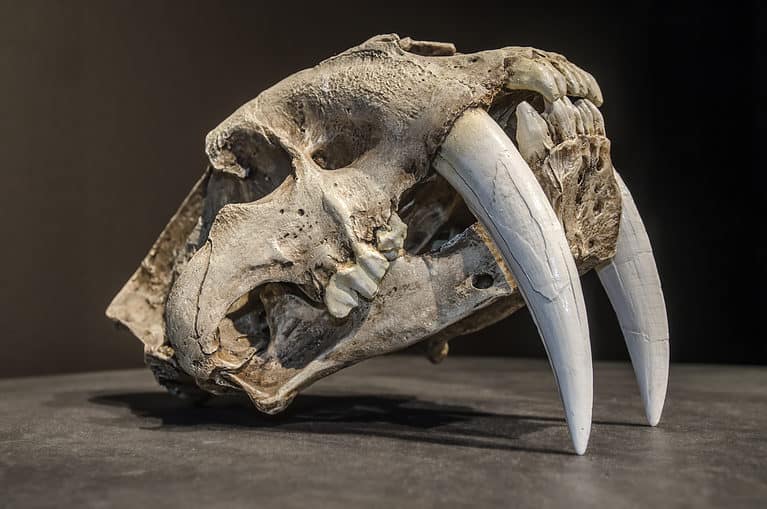 Saber-Tooth Tiger Extinction: When Did It Happen? - A-Z Animals