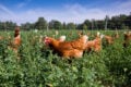 Red Star Chicken Bird Facts | Gallus gallus domesticus - A-Z Animals