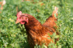 Chicken Colors: Rarest to Most Common - A-Z Animals
