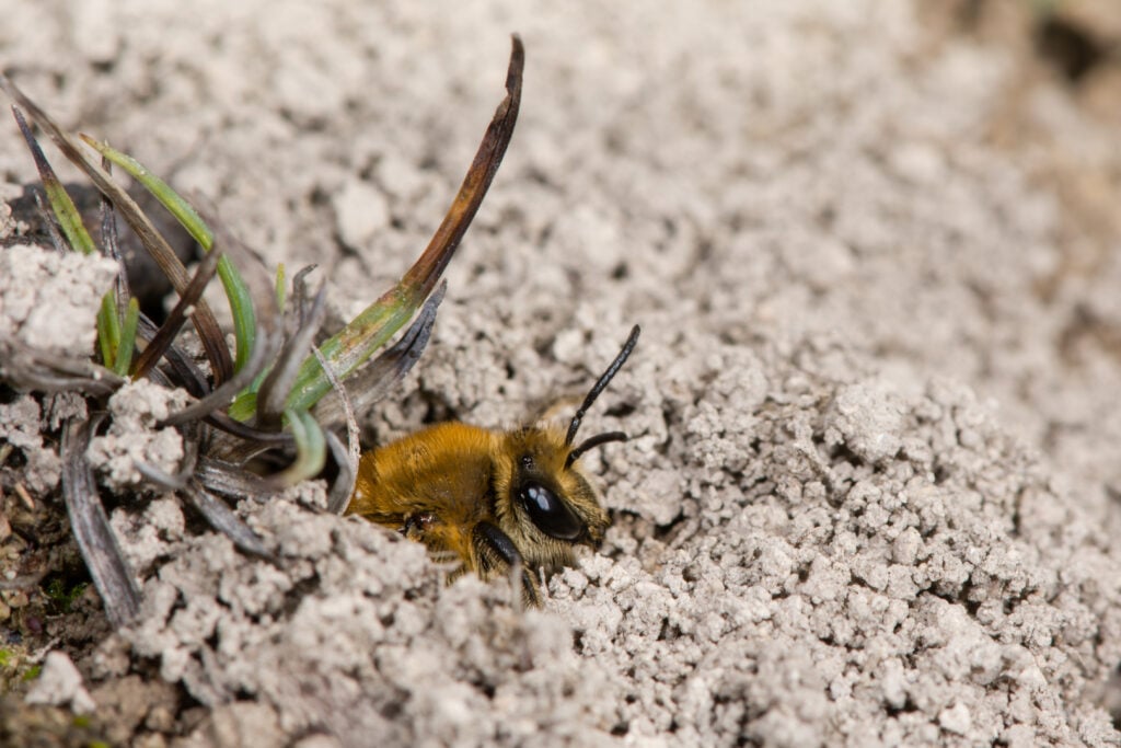 Ivy Bee Animal Pictures | A-Z Animals