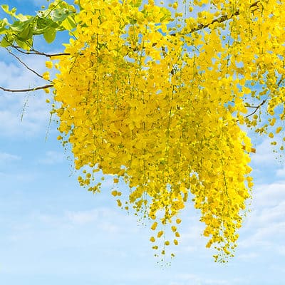 21 Gorgeous Flowering Trees That Thrive in Hawaii - A-Z Animals