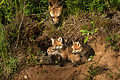 Foxes in Oregon: Types and Where They Live - A-Z Animals