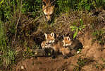 Foxes in Oregon: Types and Where They Live - A-Z Animals