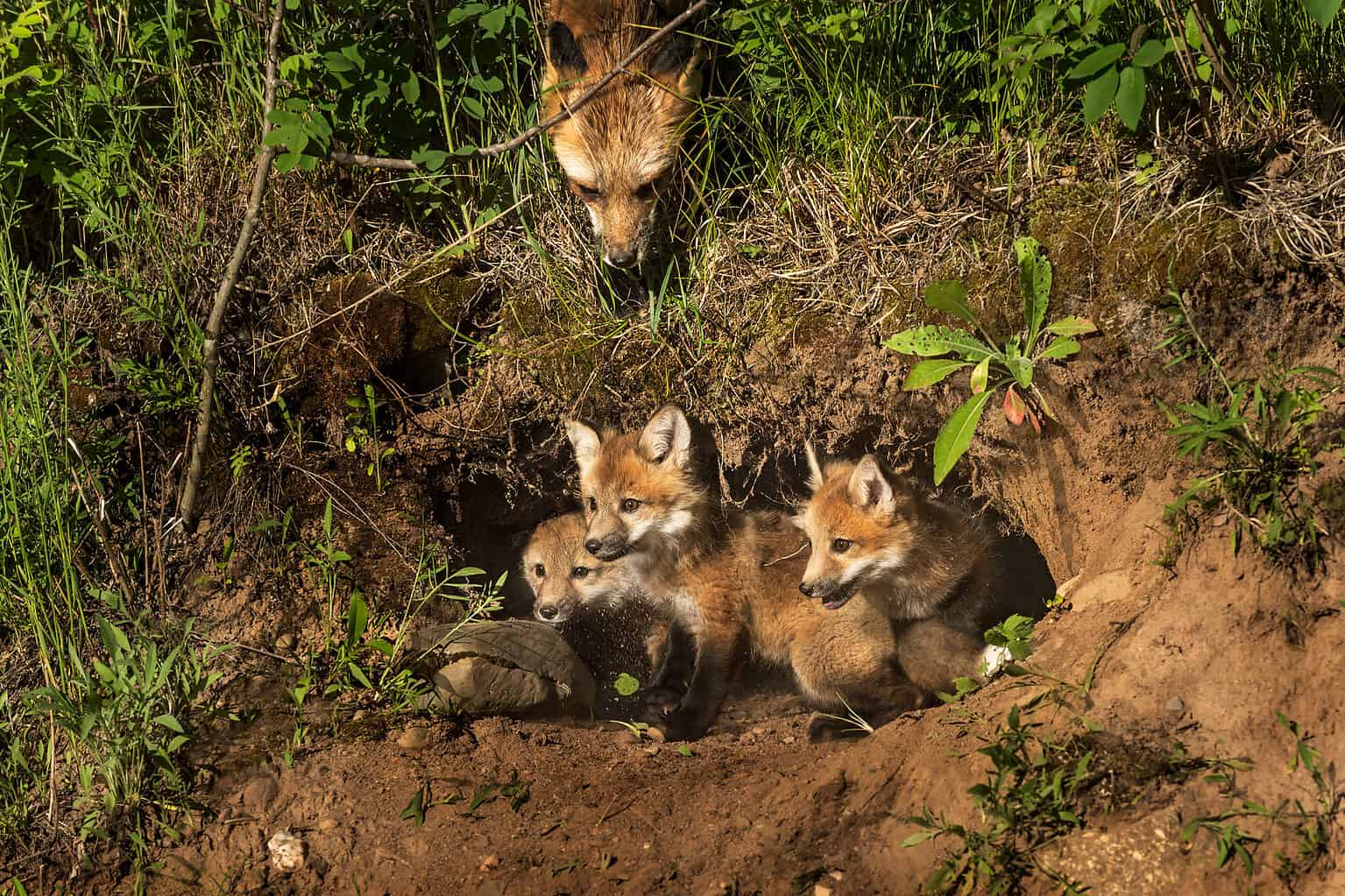 Foxes in Nebraska: Types and Where They Live - A-Z Animals