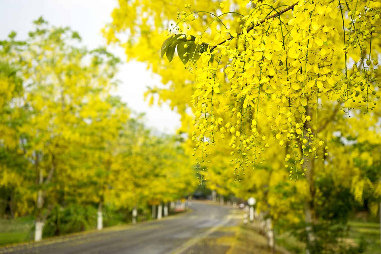 Discover The National Flower of Thailand: Cassia Fistula Linn - A-Z Animals