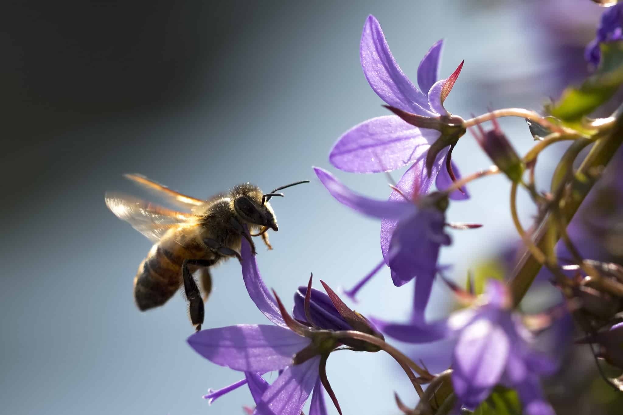 Meet the Official Mississippi State Insect - the European Honey Bee - A ...